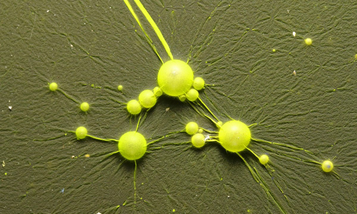 Bacteria on a Raw Material Mission - rawmaterials.net